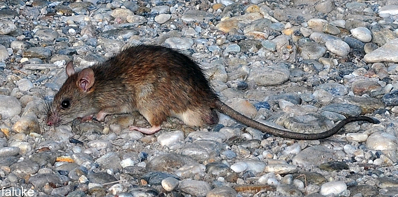 Rattus rattus | Mundo Natural Faluke