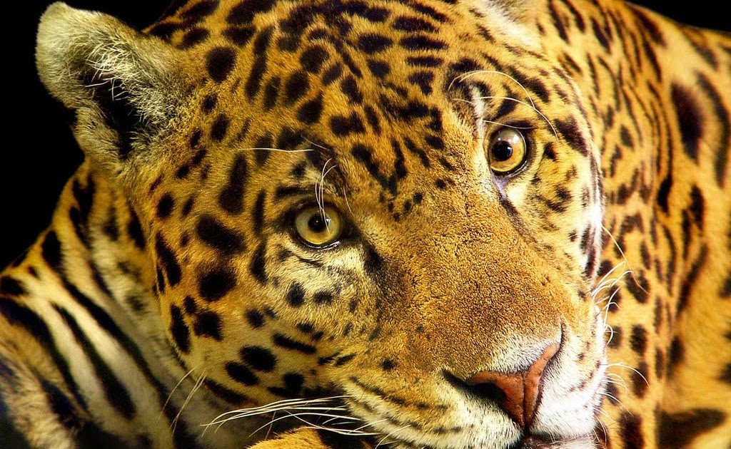 CERRADO: Fauna do Cerrado