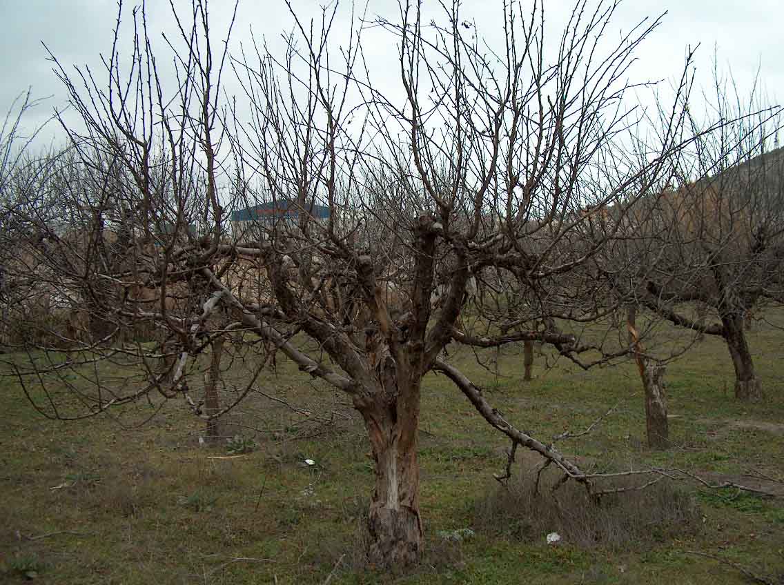 Arboles secos dibujos - Imagui