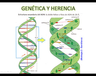 Relación de cromosomas, genes y ADN con la herencia biológica : junio 2016