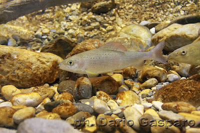 Knedelgrup: L'acquario di Ariis di Rivignano: i pesci