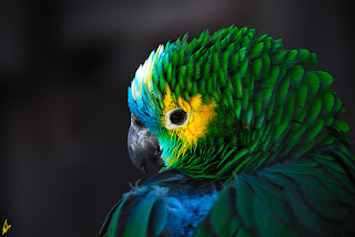 PAPIGE: Amazona papige