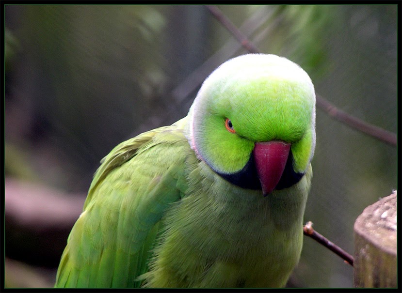 PAPIGE: Alexandrove papige