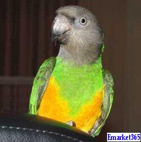 PAPIGE: Senegalska papiga