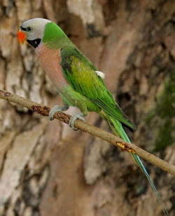 PAPIGE: Rozoprsa alexandrova papiga