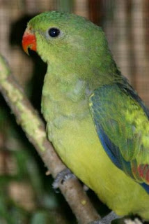 PAPIGE: Bergova papiga