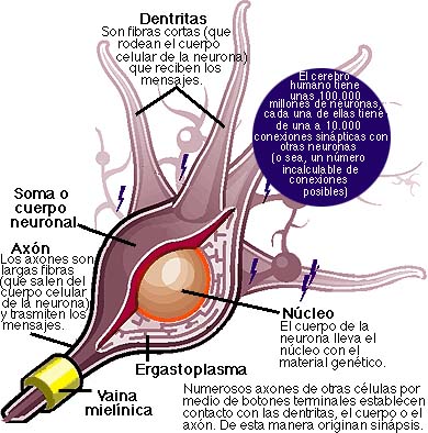 "Neuronas:Información Generada en Impulsos.": Estructura General de una ...