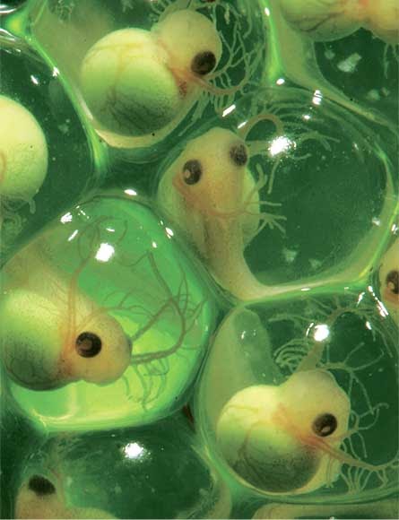 A Glass Darkly: Looking more closely: frog embryos