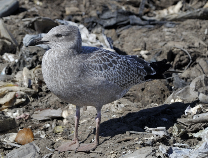 Larusology: Silver Herring Gulls - ? Visitors from the Arctic