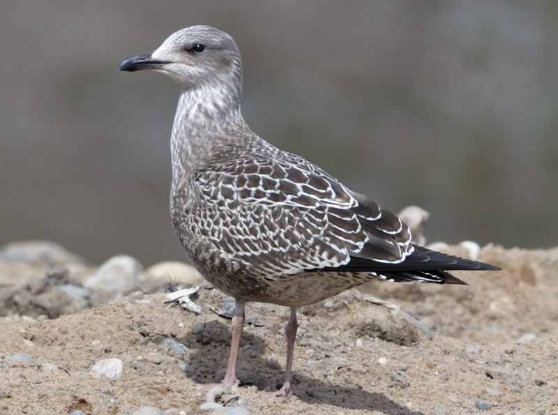 Larusology: The Appledore Gull and the Expansion of Lesser Black-backed ...
