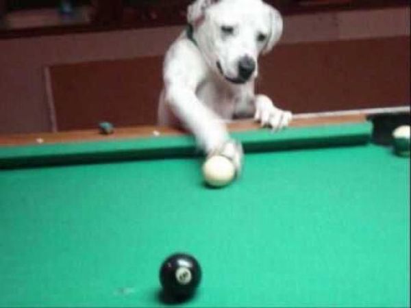 Curious, Funny Photos / Pictures: Most unusual pool tables I ever seen ...