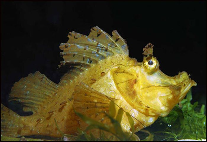 My Funny: Fishes Mimic Like Human Faces | Pictures