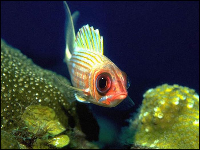 My Funny: Fishes Mimic Like Human Faces | Pictures
