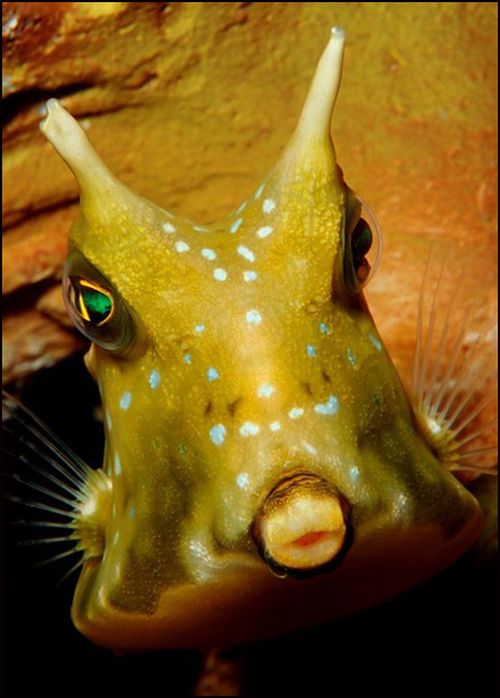 My Funny: Fishes Mimic Like Human Faces | Pictures