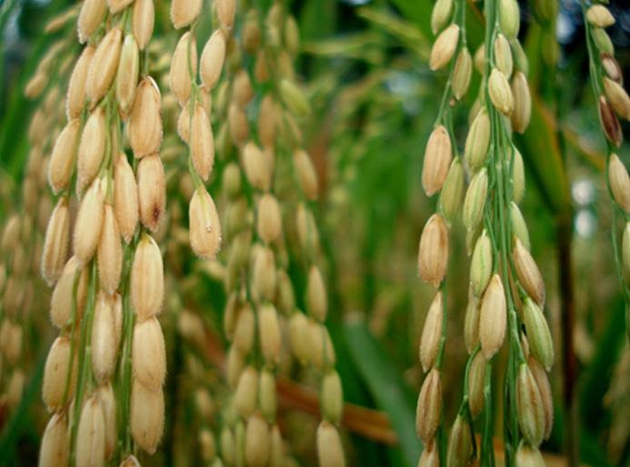 MENGENAL JENIS-JENIS TANAMAN PANGAN DAN PALAWIJA