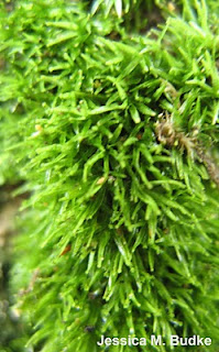 Moss Plants and More: 2010