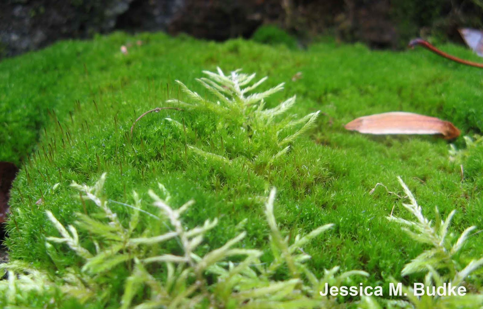 Moss Plants and More: November 2009