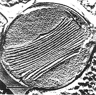 familia Nitrobacteraceae | AMIN TABIN