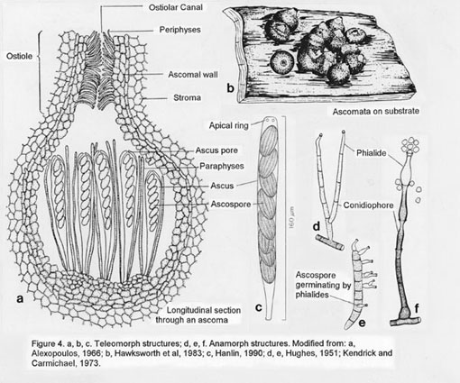 biology sketsa: Fungi