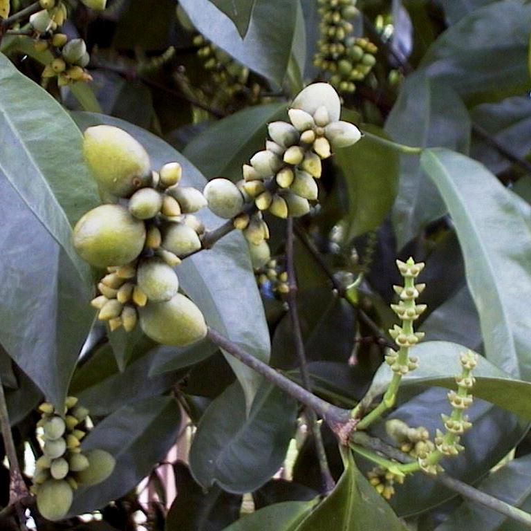 Melinjo (Belinjo) | AMIN TABIN