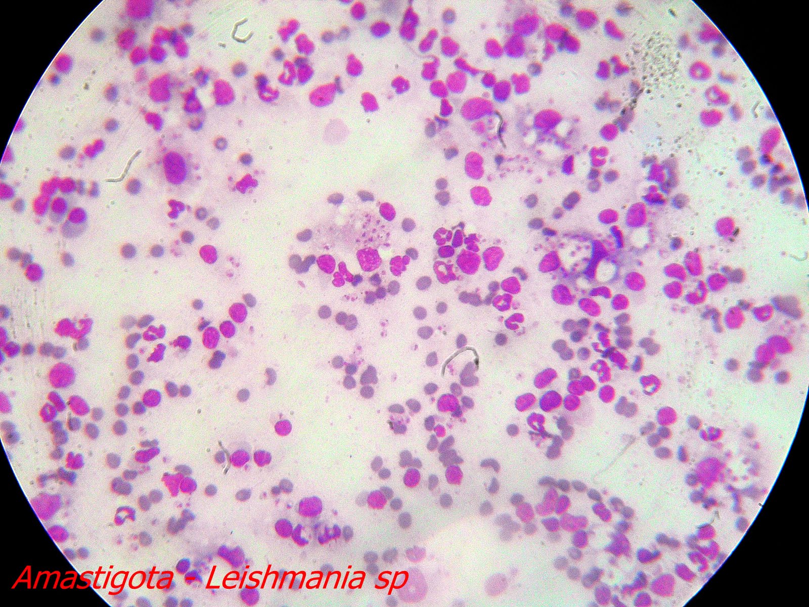 SOS Medicina Veterinária: Parasitologia 3a prova - fotos!