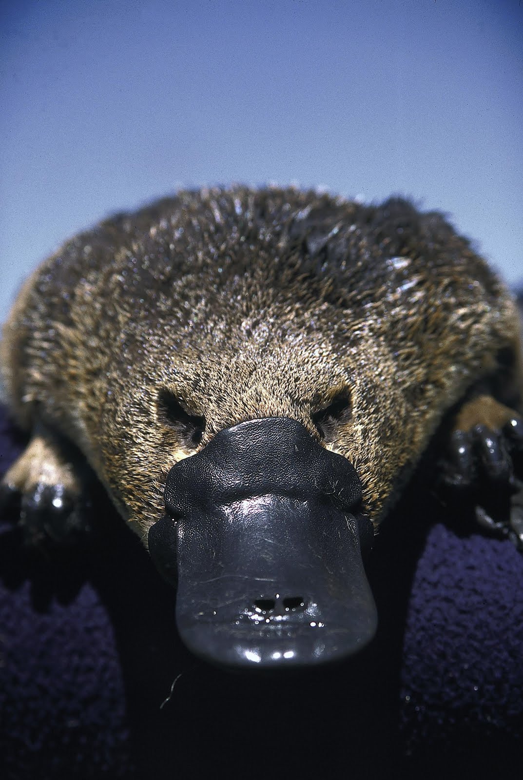 Informática: El Ornitorrinco