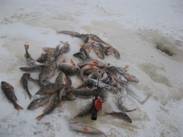 Первый улов зимнего сезона ~ Заметки о рыбалке