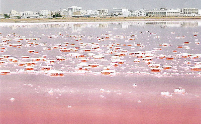 Le coin des Becs Salés**********: Les Salins de Sfax et de Thyna