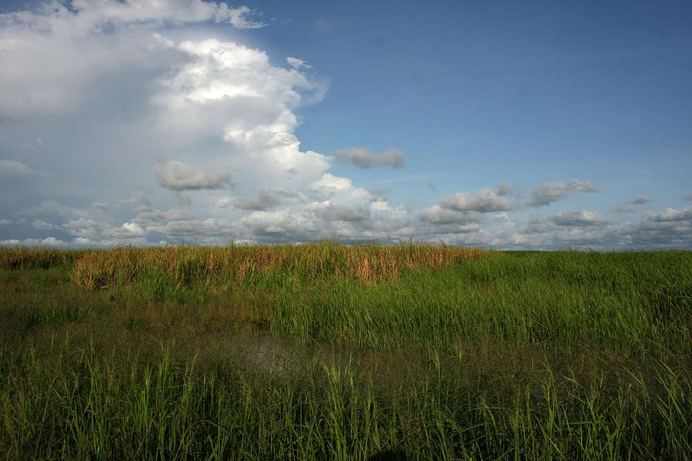 Birdwatching In Miri, Sarawak: Birds on Campus, Curtin University Miri