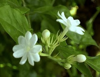 Leny's Haven: Sampaguita