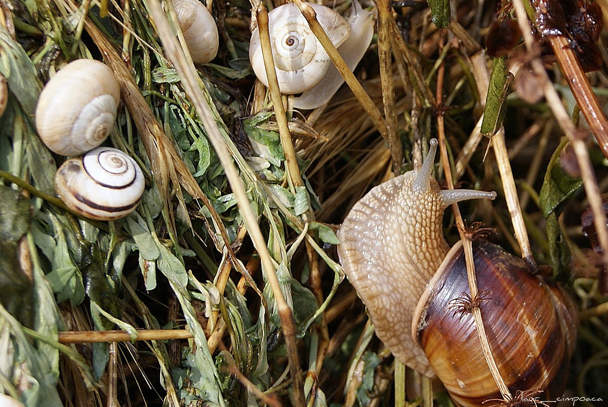 (c)Photography beyond words,poze,fotografii,photo from Romania: Helix ...