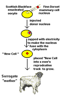 Aira and Hanna's Cloning Project: Dolly the Cloned Sheep!