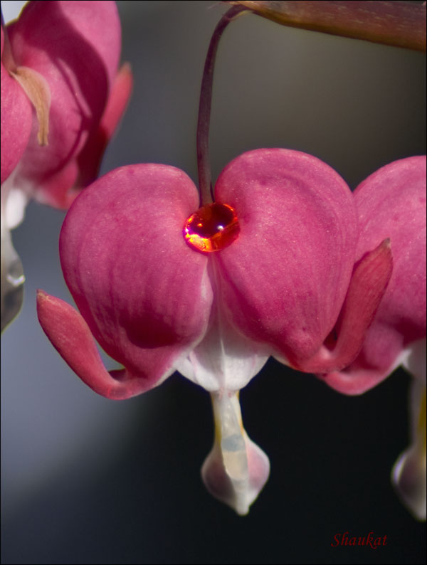 Dark Angel Tales: My Favorite Flowers