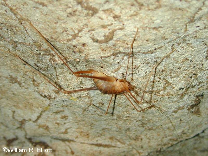 Firsts - Live One: Caves