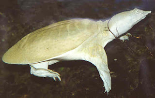 info2all: Cantor’s Giant soft-shelled Turtle (Pelochelys Cantorii)