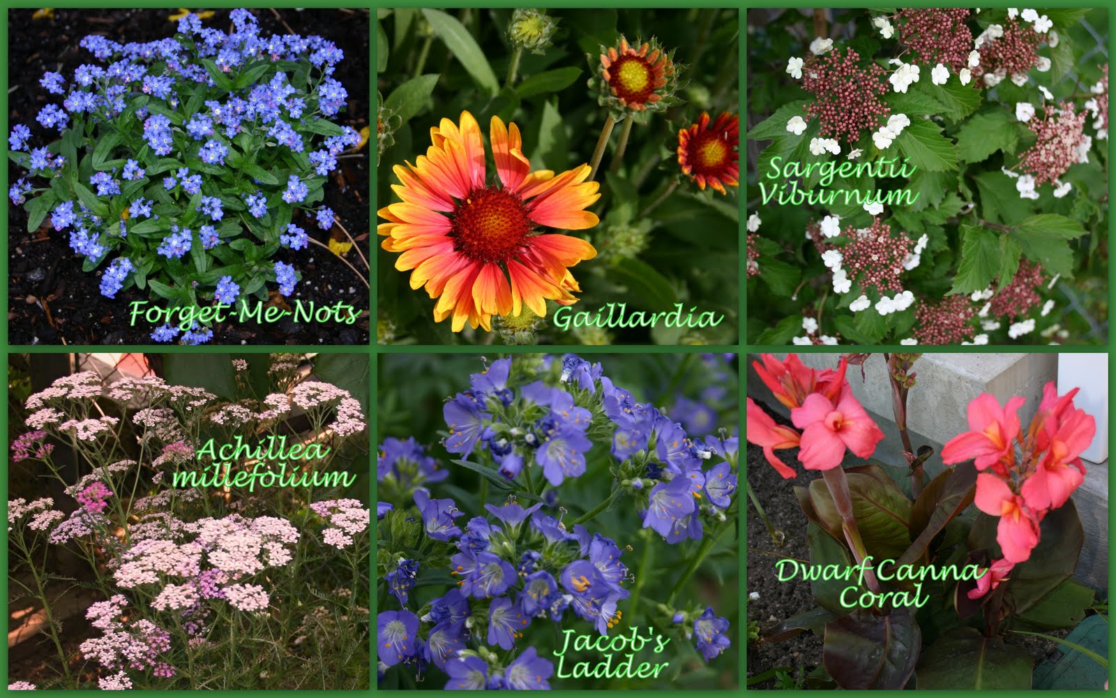 PLANTS, PLANTS, PLANTS! - Sowing the Seeds