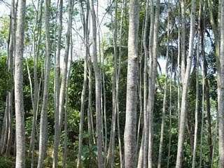 NATURAL NUSANTARA (NASA) | PUPUK ORGANIK | PUPUK NASA: Cara ...