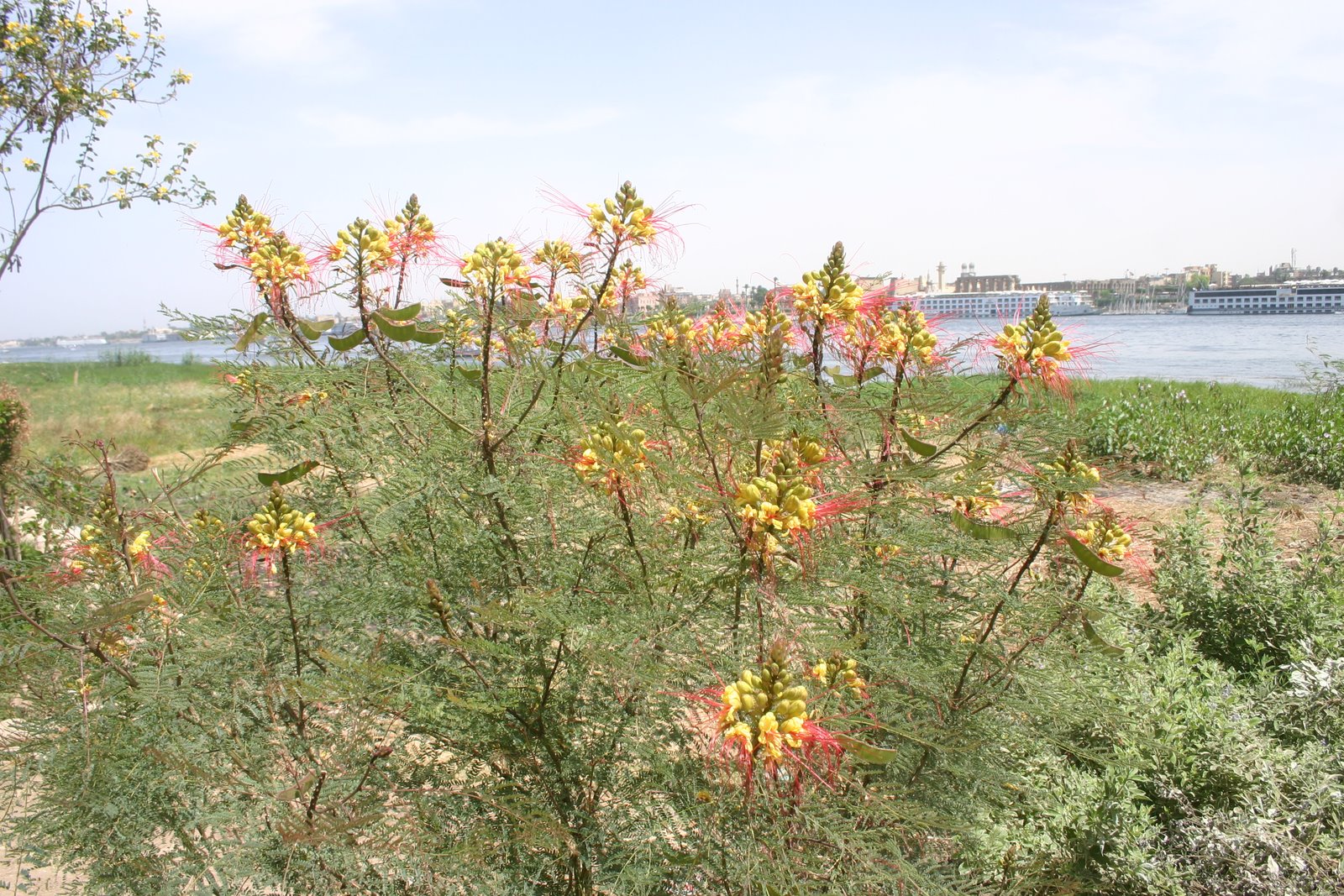 Plants in Egypt: Any ideas