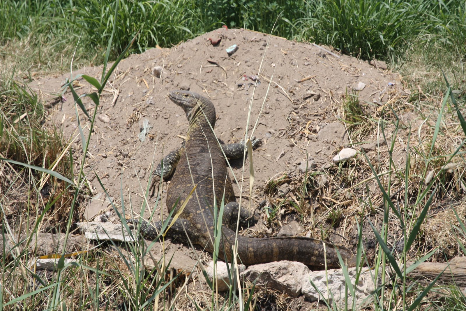 egypt wildlife 2: Giant monitor lizard found in Egypt