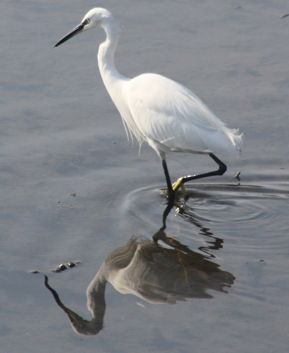 Birding in Egypt: Egrets 3 species
