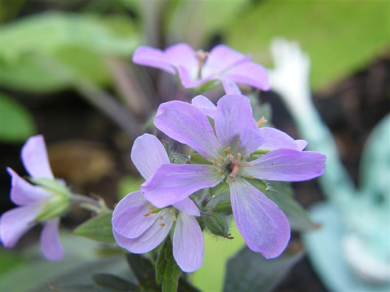 Snappy's Gardens Blog: Four Week Flowers