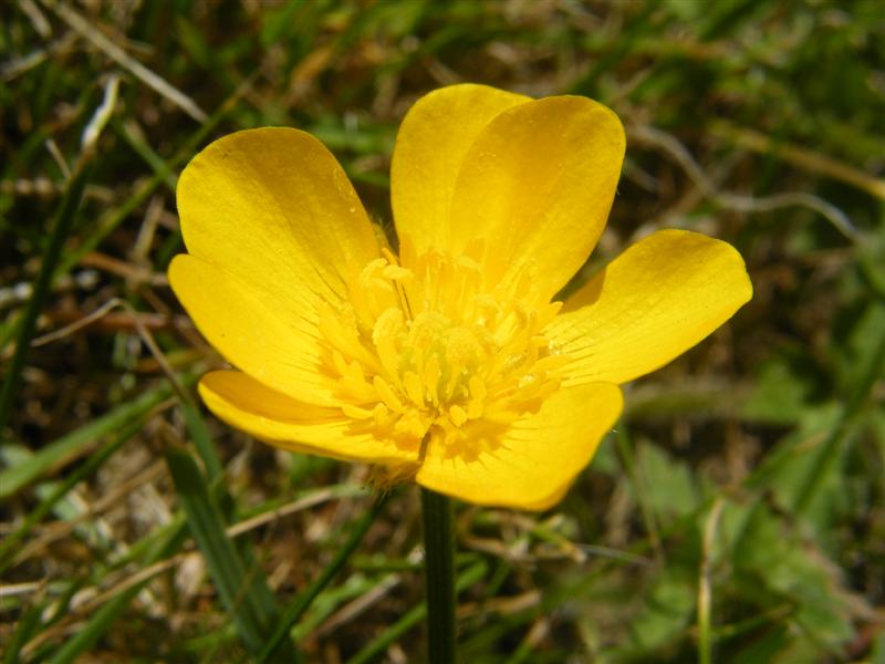 Snappy's Gardens Blog: WildFlowers And Walton Plant Stall day