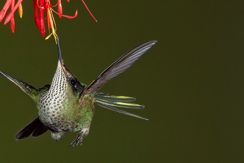 Birding, Bird Watching, Patagonia Argentina: Sephanoides sephaniodes ...