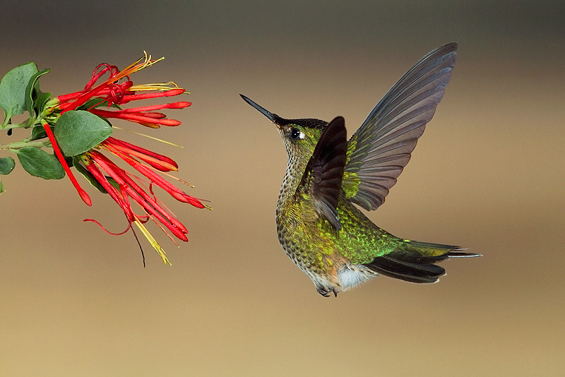 Birding, Bird Watching, Patagonia Argentina: Sephanoides sephaniodes ...