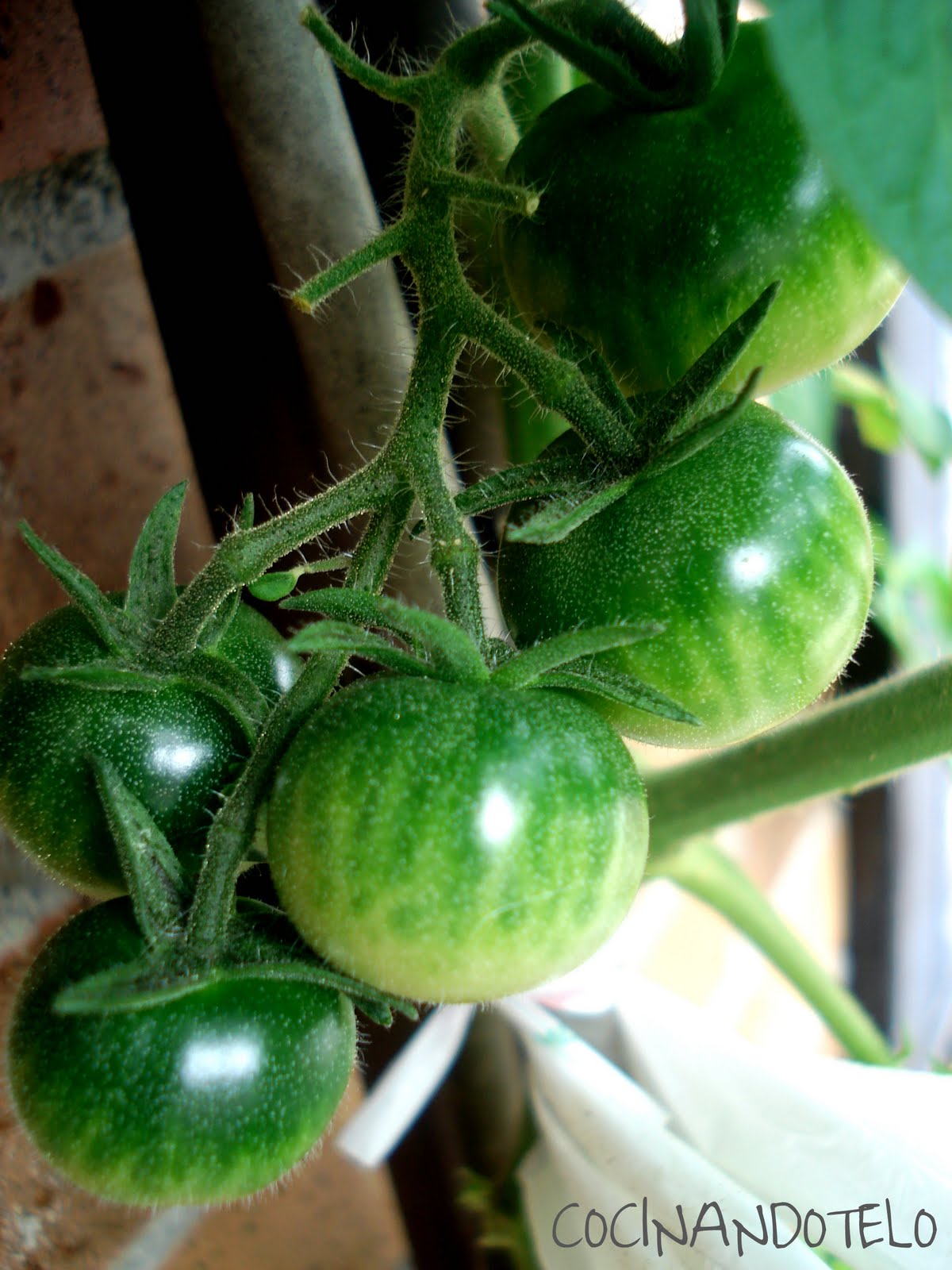 Cocinándotelo: MI MACETO-HUERTO Y UN DESCANSO....