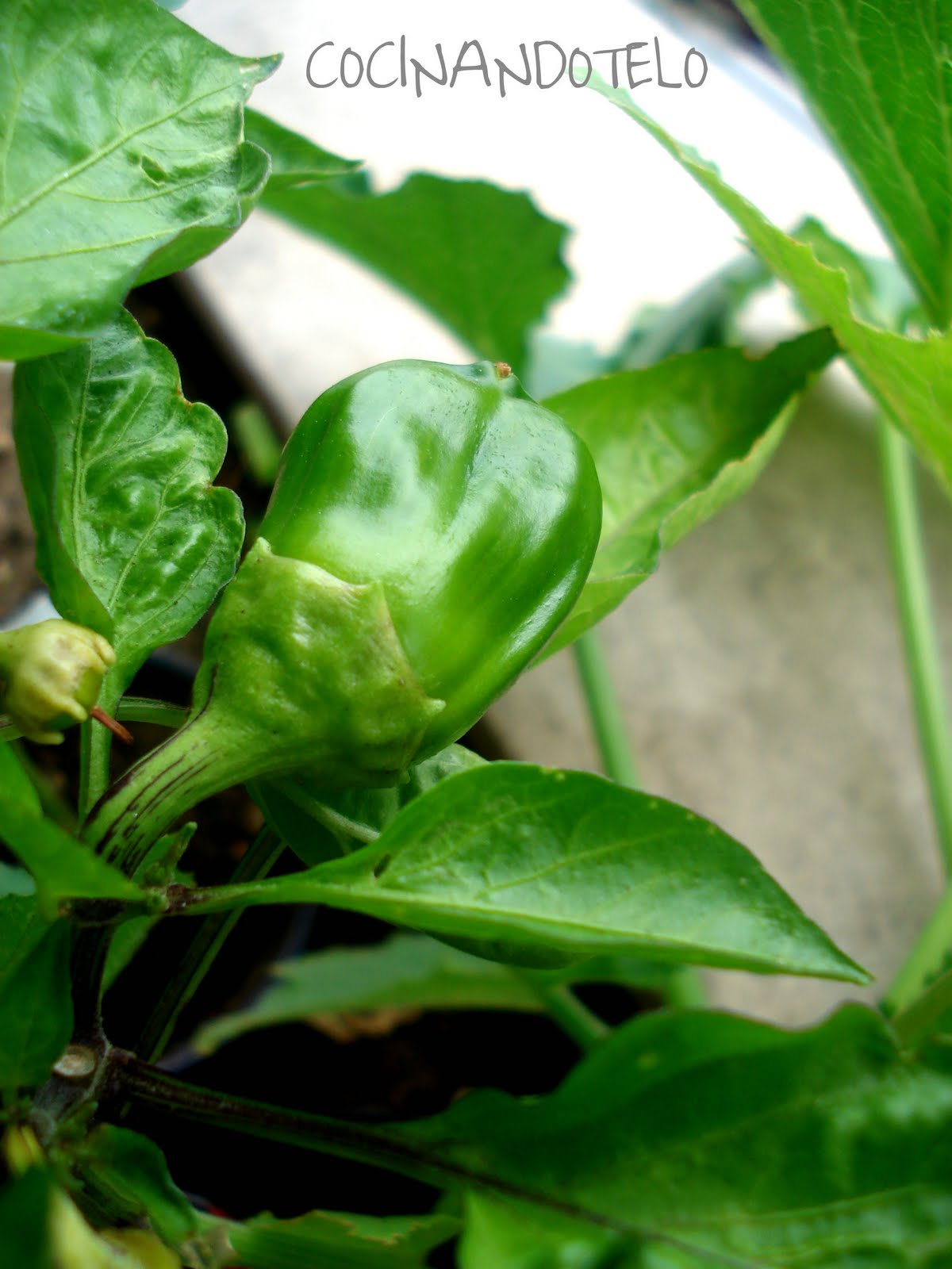 Cocinándotelo: MI MACETO-HUERTO Y UN DESCANSO....