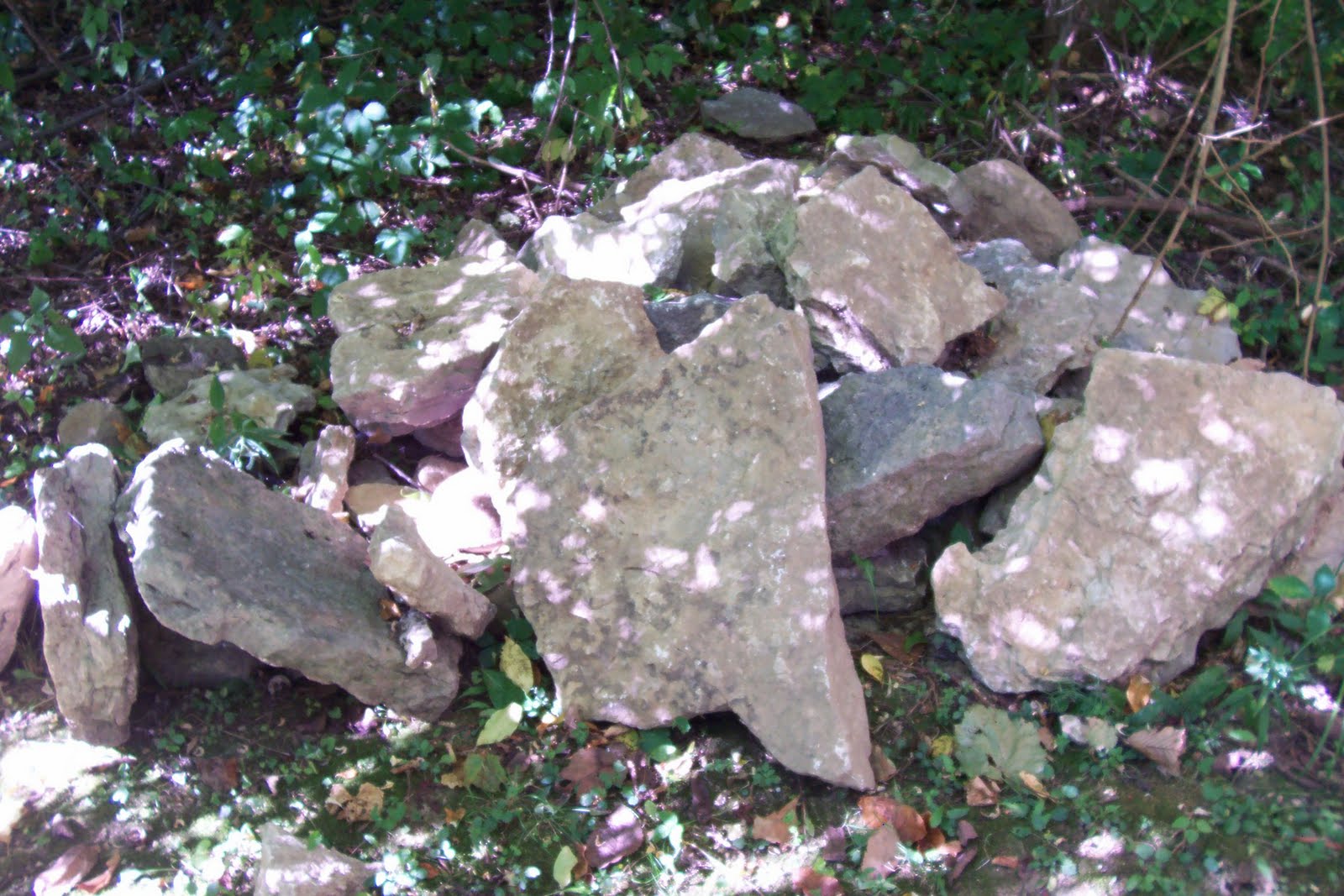 Musings and Photos: A stake, a pile of rocks and look what came to dig ...