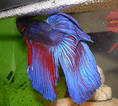 Betta Fish Care