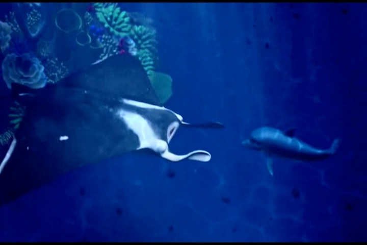 My Animation Films Synopsis: THE DOLPHIN : STORY OF A DREAMER