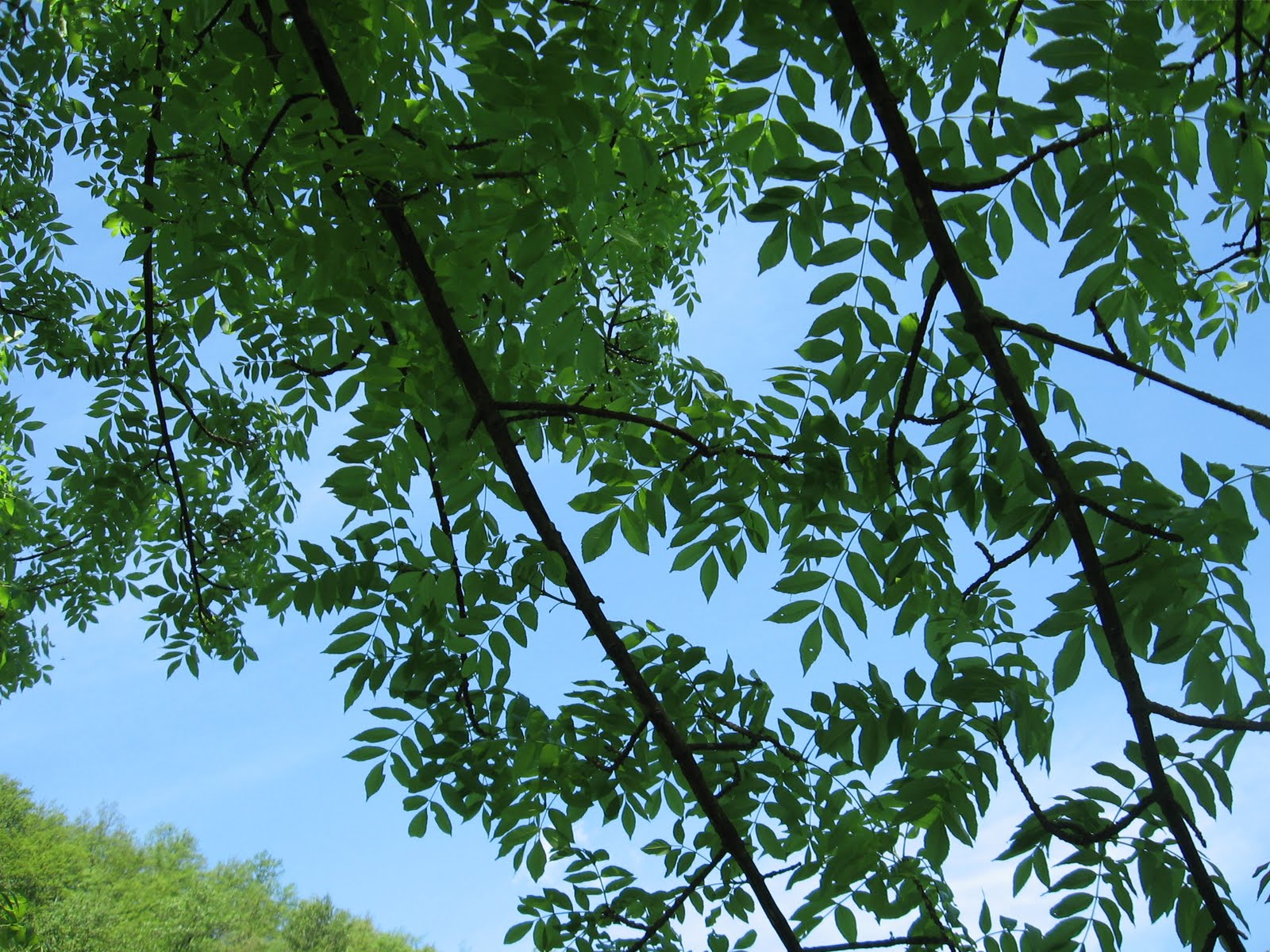 WOODEN SPOON INSPIRED FROM NATURE: Frasinul - lemn bun si medicament